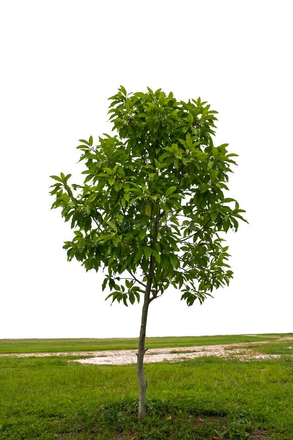 Isolated Tree on White Background ,tree on White Background,tree Object ...