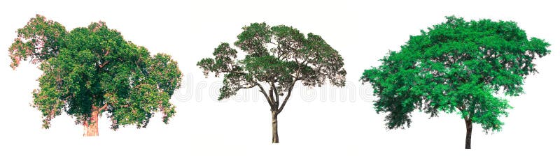 Grafting Trees Stock Illustrations – 68 Grafting Trees Stock ...