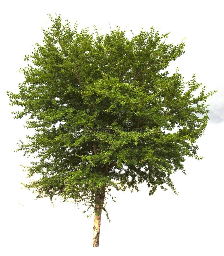 Grafting Trees Stock Illustrations – 68 Grafting Trees Stock ...