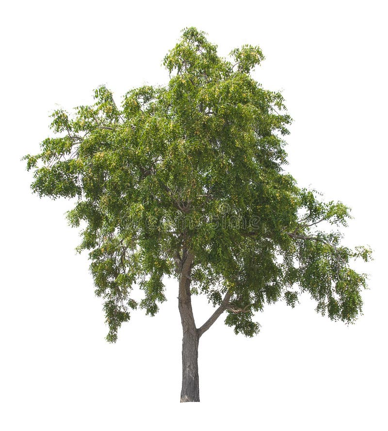 Isolated Tree on White Background. Stock Vector - Illustration of ...