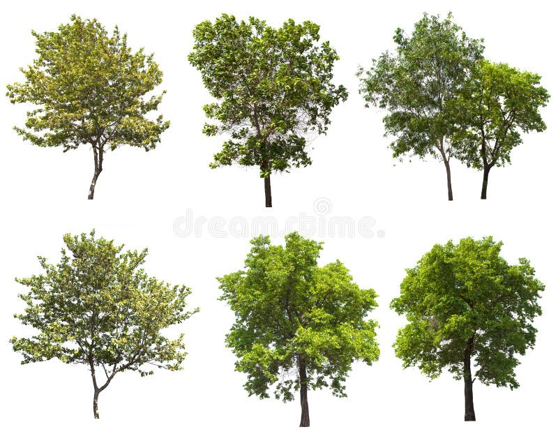Isolated Tree on White Background. Stock Vector - Illustration of ...