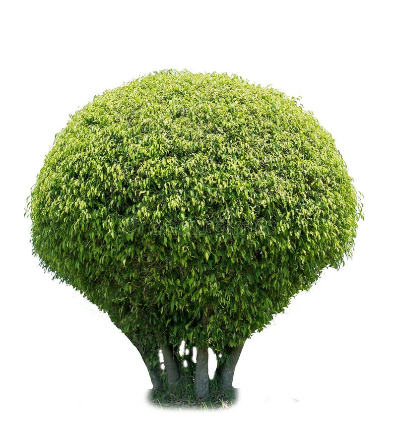 Isolated Tree on White Background. Stock Photo - Image of architecture ...