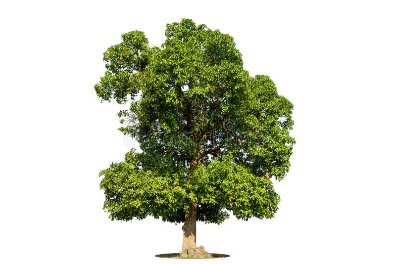 Isolated Tree on White Background Isolated Stock Image - Image of ...