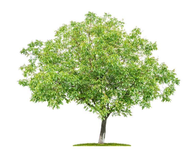 Isolated walnut tree stock image. Image of branch, bark - 32156239