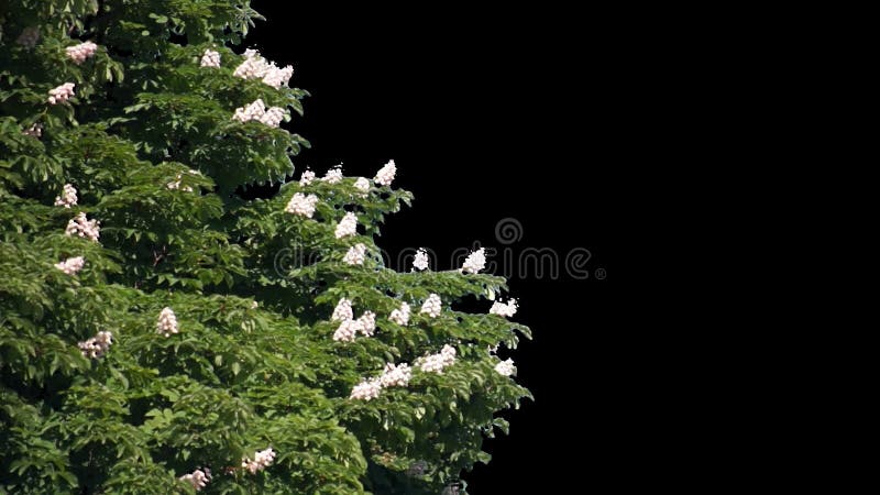 Alpha channel tree leaves stock footage. Video of branch - 100878660