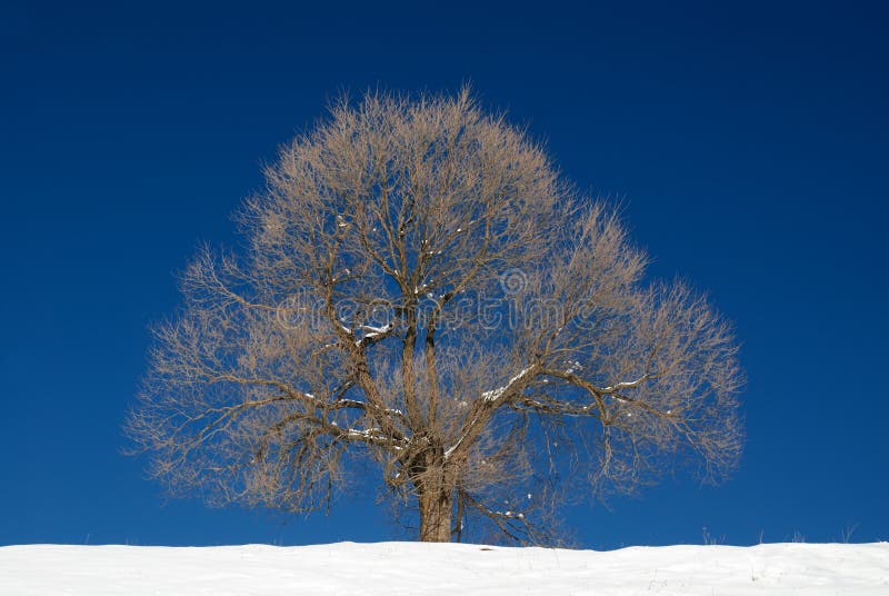 Isolated Tree in Winter Season Stock Image - Image of isolated, nature ...