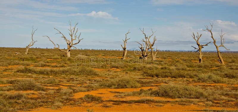 Isolated trees stock image. Image of australian, territory - 16476177