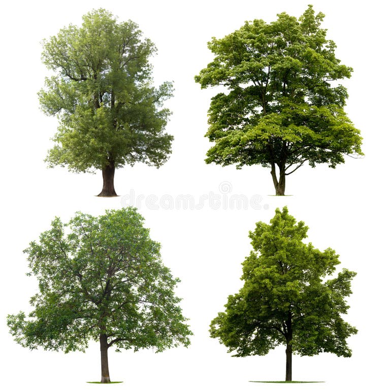 Isolated trees stock photo. Image of detail, white, tree - 29085166