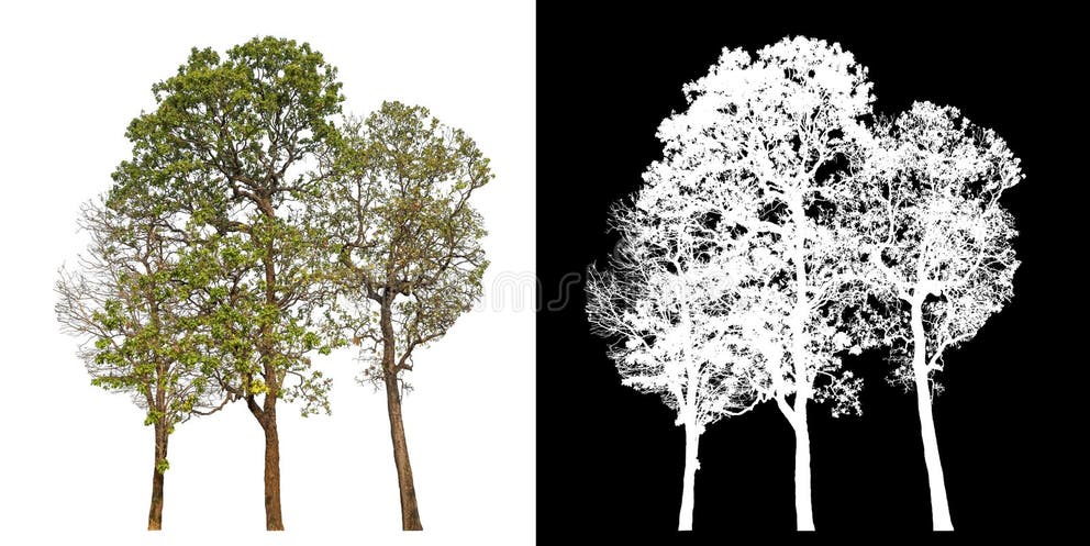 Isolated Trees with Clipping Path and Alpha Channel on Black Background ...