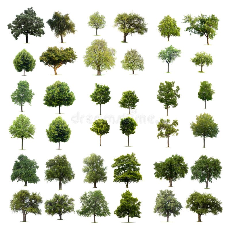 Isolated Maple tree stock photo. Image of green, isolated - 9704446