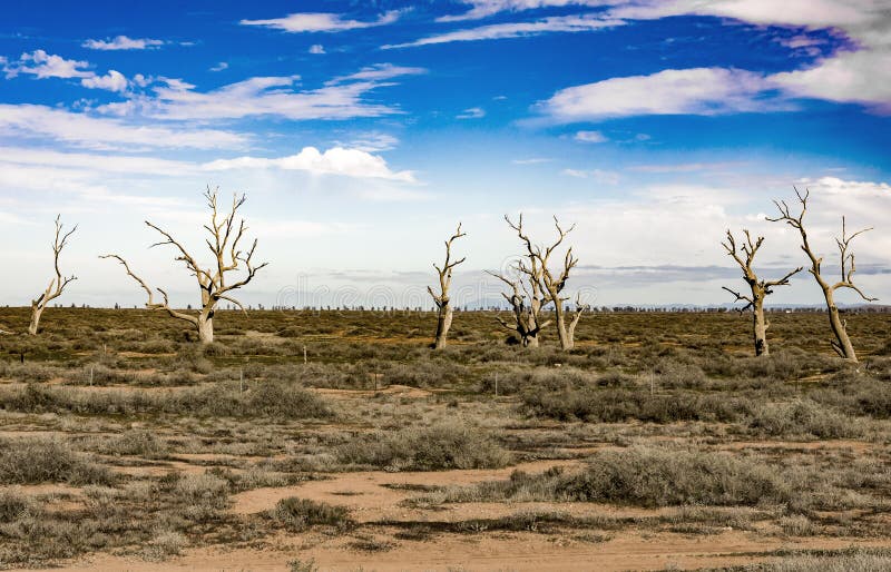 Isolated Trees on the Desert Stock Photo - Image of background, natural ...