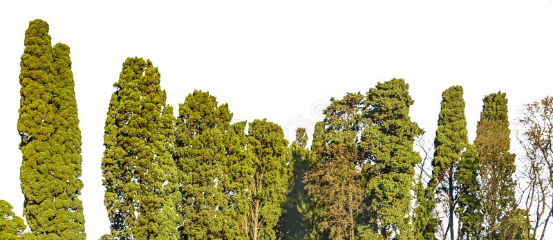 Trees Panoramic View Isolated Photo Stock Photo - Image of park ...