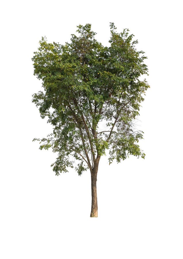 1,775 Collection Trees Transparent Background Stock Photos - Free ...