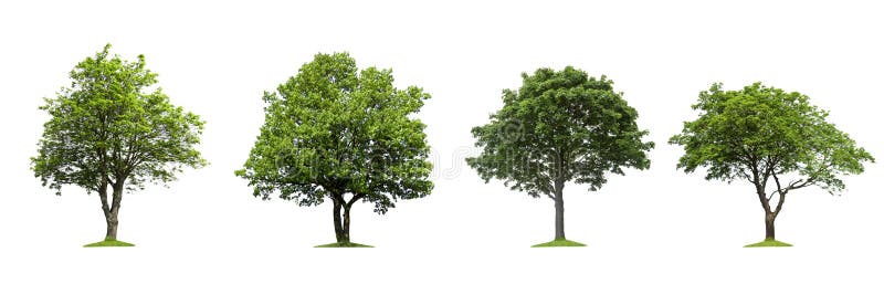 Isolated Trees on a White Background. the Perfect Tree for Advertising ...