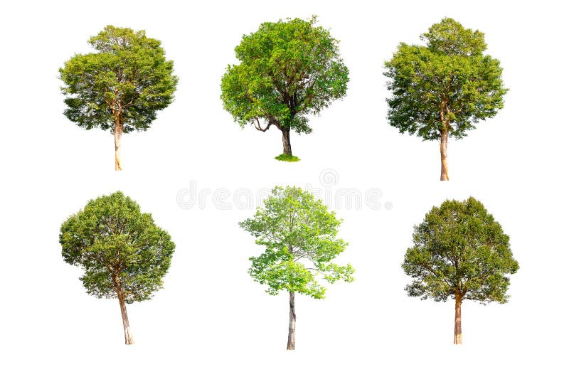 Isolated trees stock photo. Image of large, growth, environment - 90046778