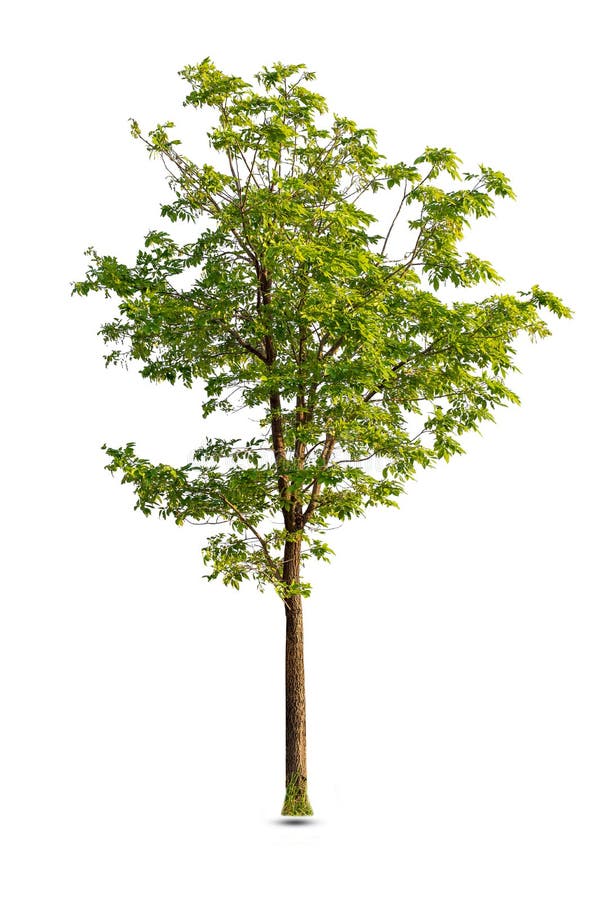 Isolated Collection of Trees on White Background Stock Image - Image of ...