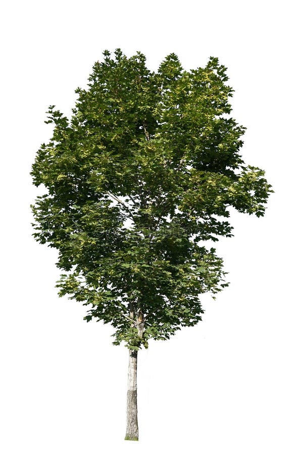 Isolated Trees on White Background. Trees in Utah Stock Image - Image ...