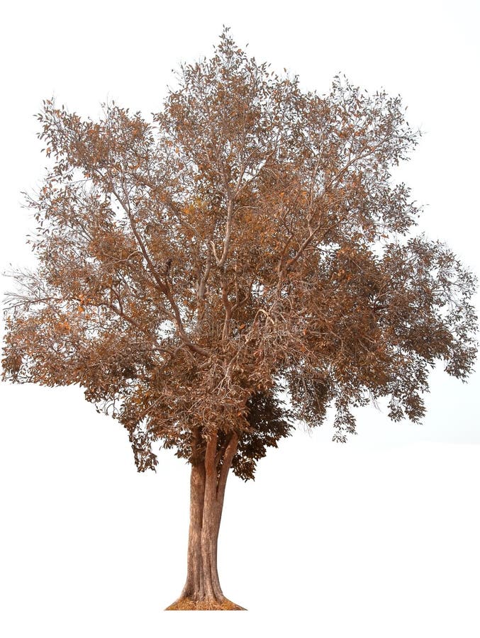 Isolated Trees on White Background Stock Photo - Image of forest ...