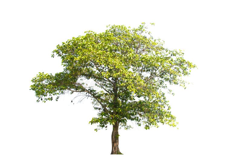 Isolated Trees on White Background Stock Image - Image of summer, white ...