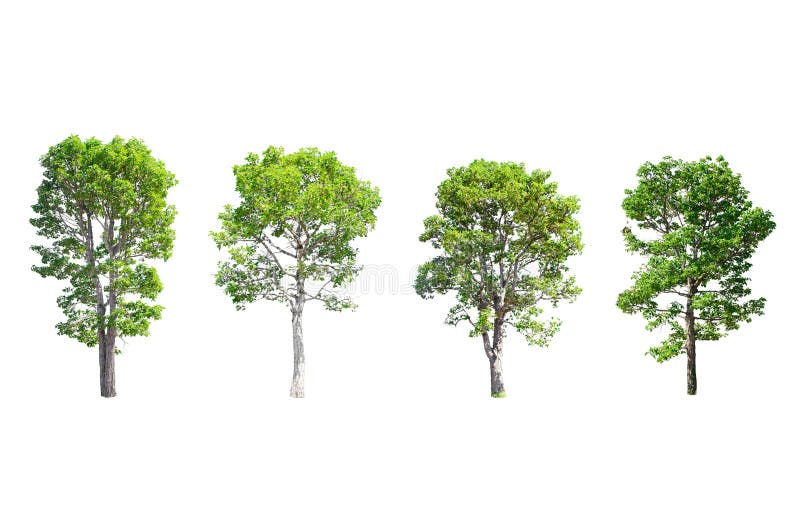 Isolated trees stock photo. Image of stem, life, greenery - 90046812