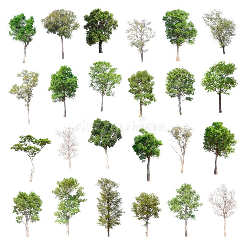 Isolated trees stock photo. Image of collection, single - 90046904