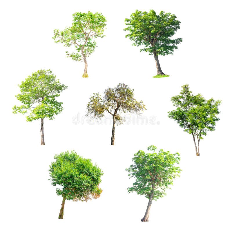 Isolated Trees on White Background Stock Photo - Image of lone, summer ...