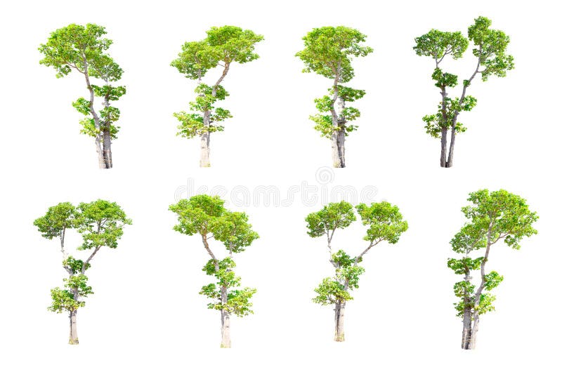 Isolated Trees on White Background Stock Photo - Image of lone ...