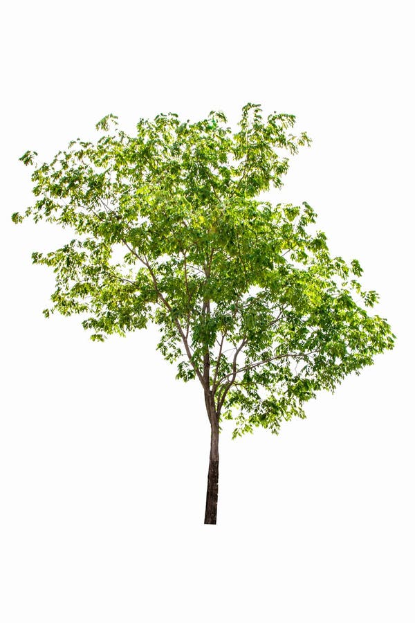 Isolated Trees on White Background , the Collection of Trees Stock ...