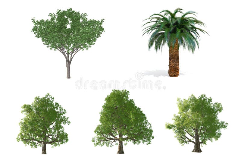 Big Trees Collection Isolated on White Background. Stock Photo - Image ...