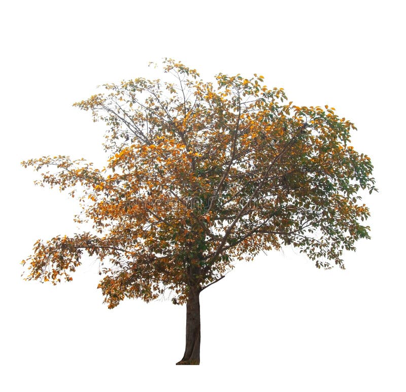 Isolated Trees on White Background Stock Photo - Image of canopy ... Isolated Trees on White Background Stock Photo - Image of canopy ...