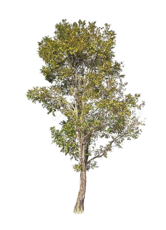 Isolated Trees on White Background. Diversity of Trees Stock Photo ...