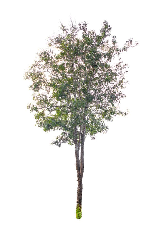 Isolated Trees on White Background. Diversity of Trees Stock Image ...