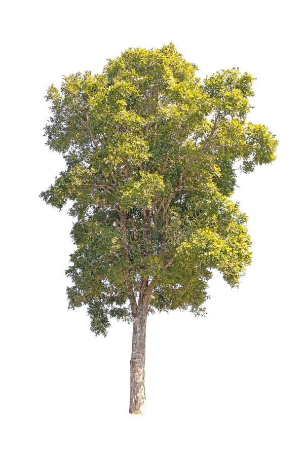 Isolated Trees on White Background. Diversity of Trees Stock Image ...