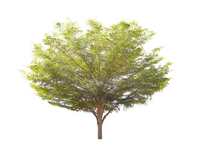 Isolated Trees on White Background. Diversity of Trees Stock Image ...