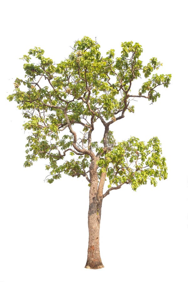 Isolated Burma Padauk Pterocarpus Macrocarpus Trees on White Background ...