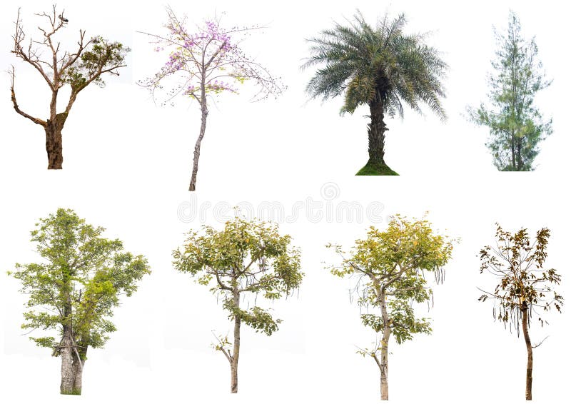Isolated Trees on White Background Stock Photo - Image of leaf, branch ...