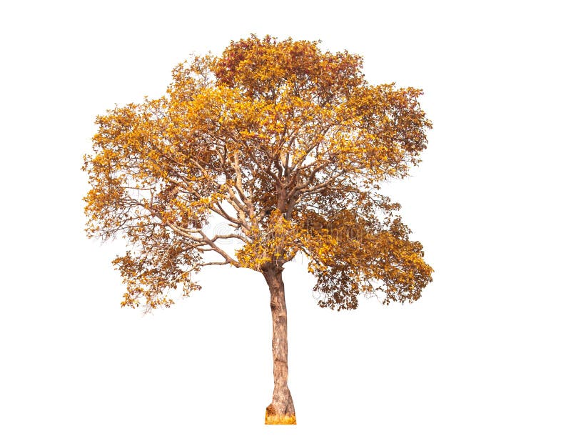 Isolated Trees on White Background Stock Image - Image of nature, trees ...