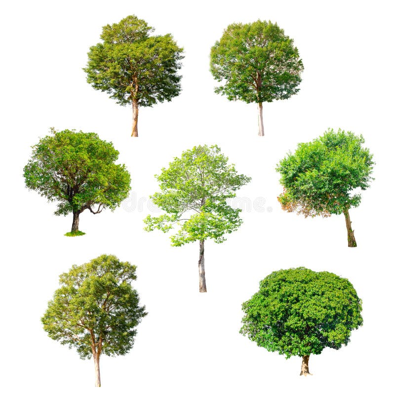 Isolated Trees on White Background Stock Photo - Image of spring ...