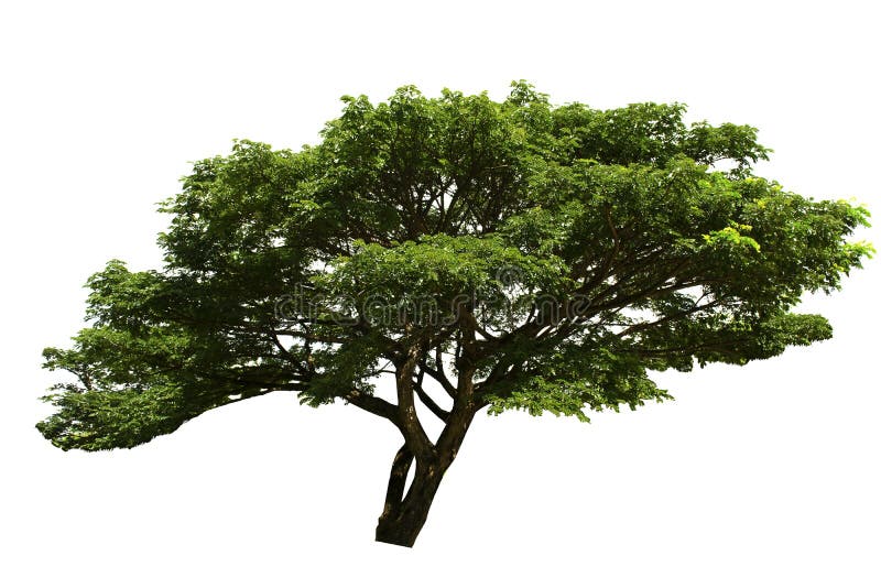 Isolated Trees on the White Background. Stock Photo - Image of ...