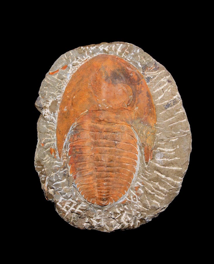 Isolated trilobite stock image. Image of fossil, cambrian - 14608279