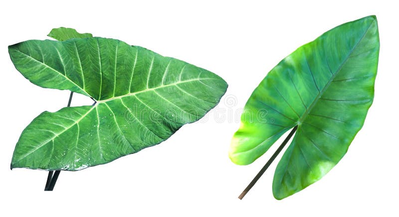 Tropical elephant ear leaf stock image. Image of exotic - 234840235