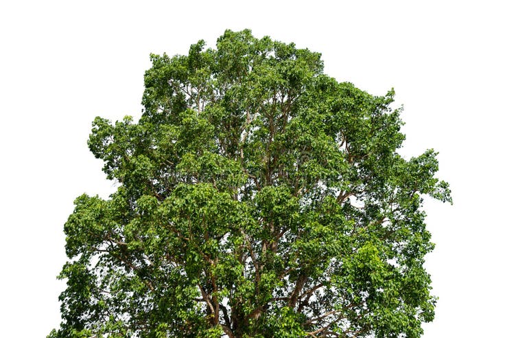 Isolated Tropical Evergreen Tree on White Stock Photo - Image of tree ...