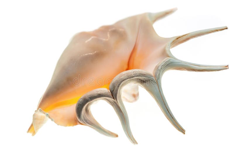 Isolated Tropical Sea Shell Body Stock Image - Image of body, detail ...