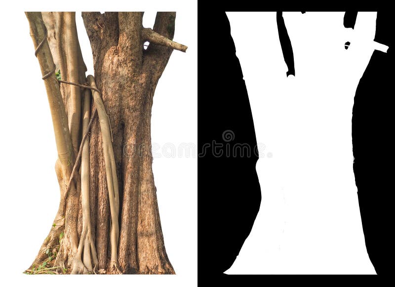 Isolated Trunk With Deep Roots Stock Image - Image of bare, nature ...