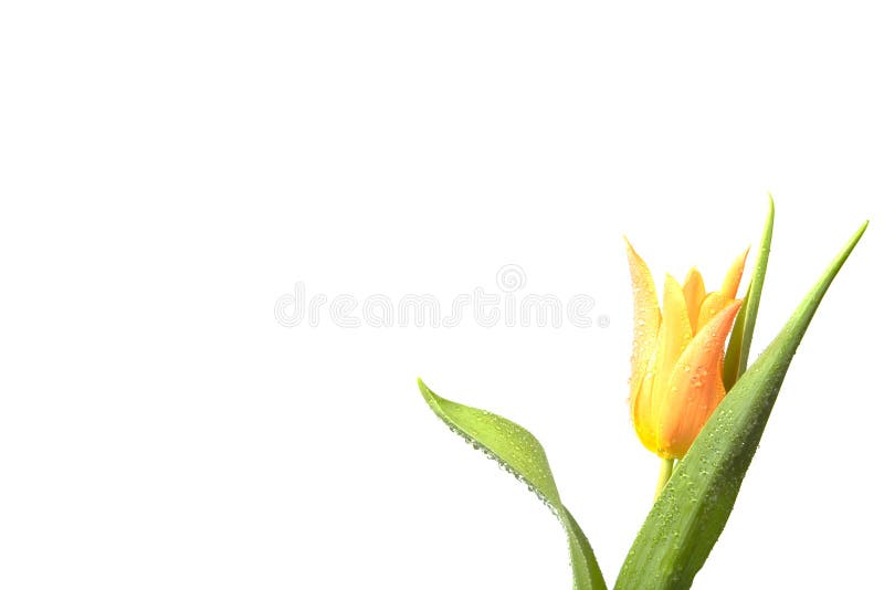 Isolated Tulip stock photo. Image of plant, vibrant, isolated - 4497568