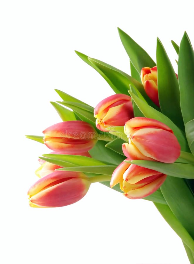 Bunch of tulips stock photo. Image of color, blossoming - 12839742
