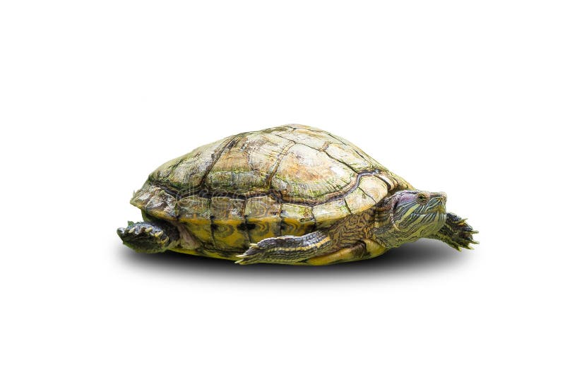 Isolated Turtle stock photo. Image of shell, reptilian - 98738038