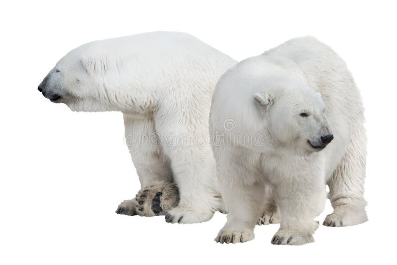 Two Cute Fluffy White Polar Bears Playing with Each Other and Their Mom ...