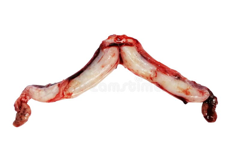 Isolated Uterus of Young Cat after Surgery by Veterinary on White ...