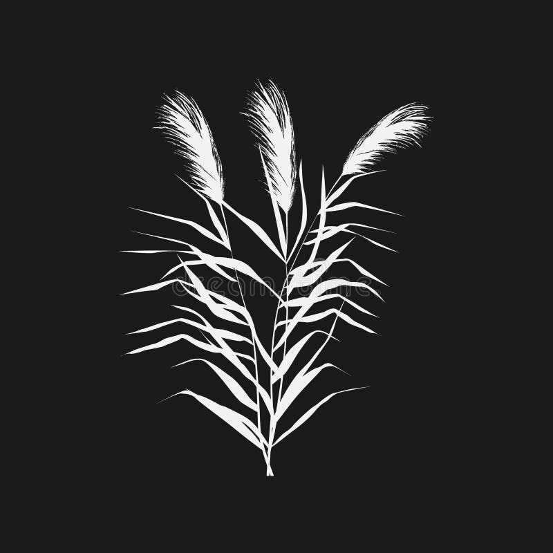 Image of a White Reed or Bulrush on a Black Background.Isolated Vector ...